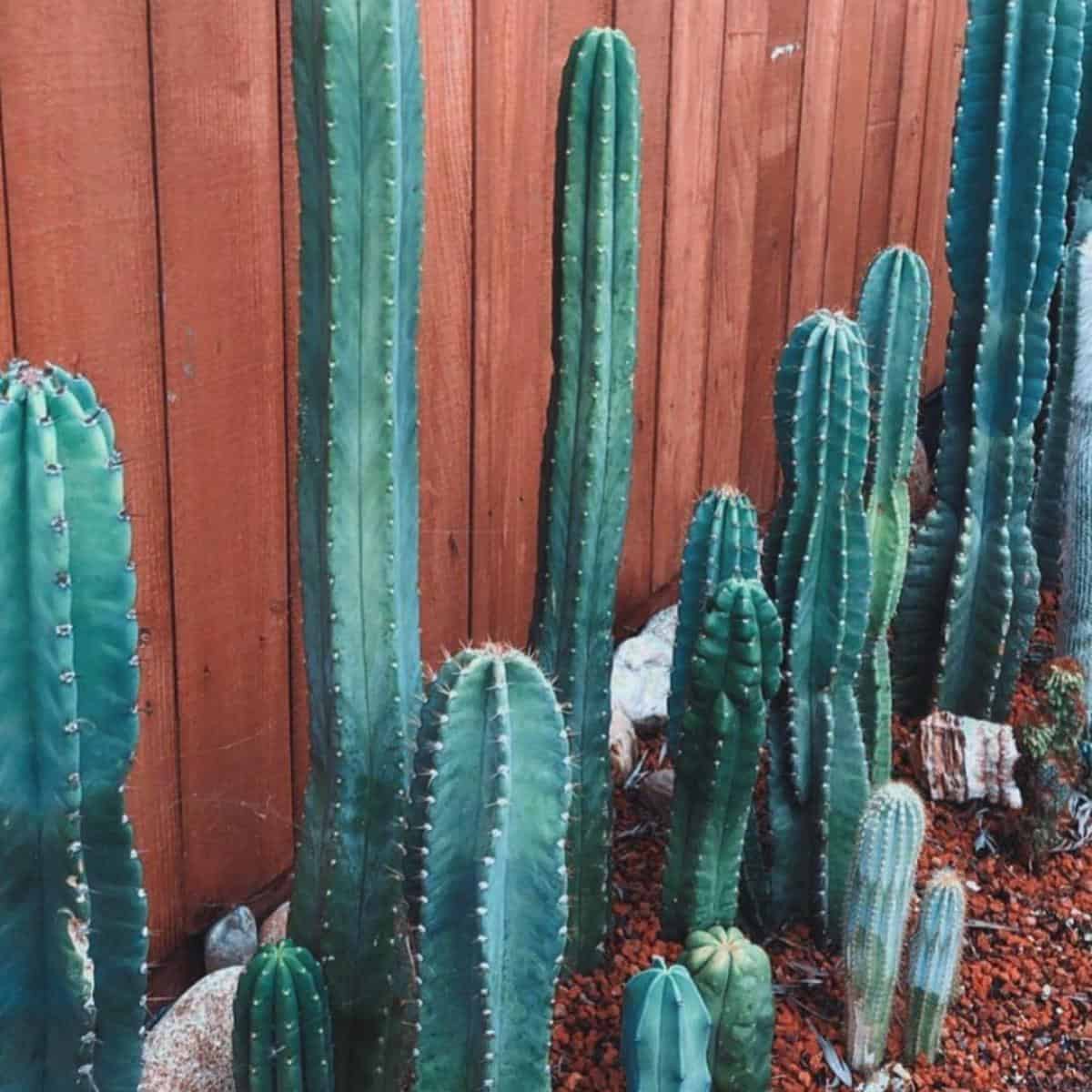Myrtillocactus Geometrizans Care: Growing Blue Candle Cactus