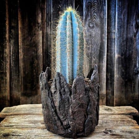Myrtillocactus Geometrizans Care: Growing Blue Candle Cactus
