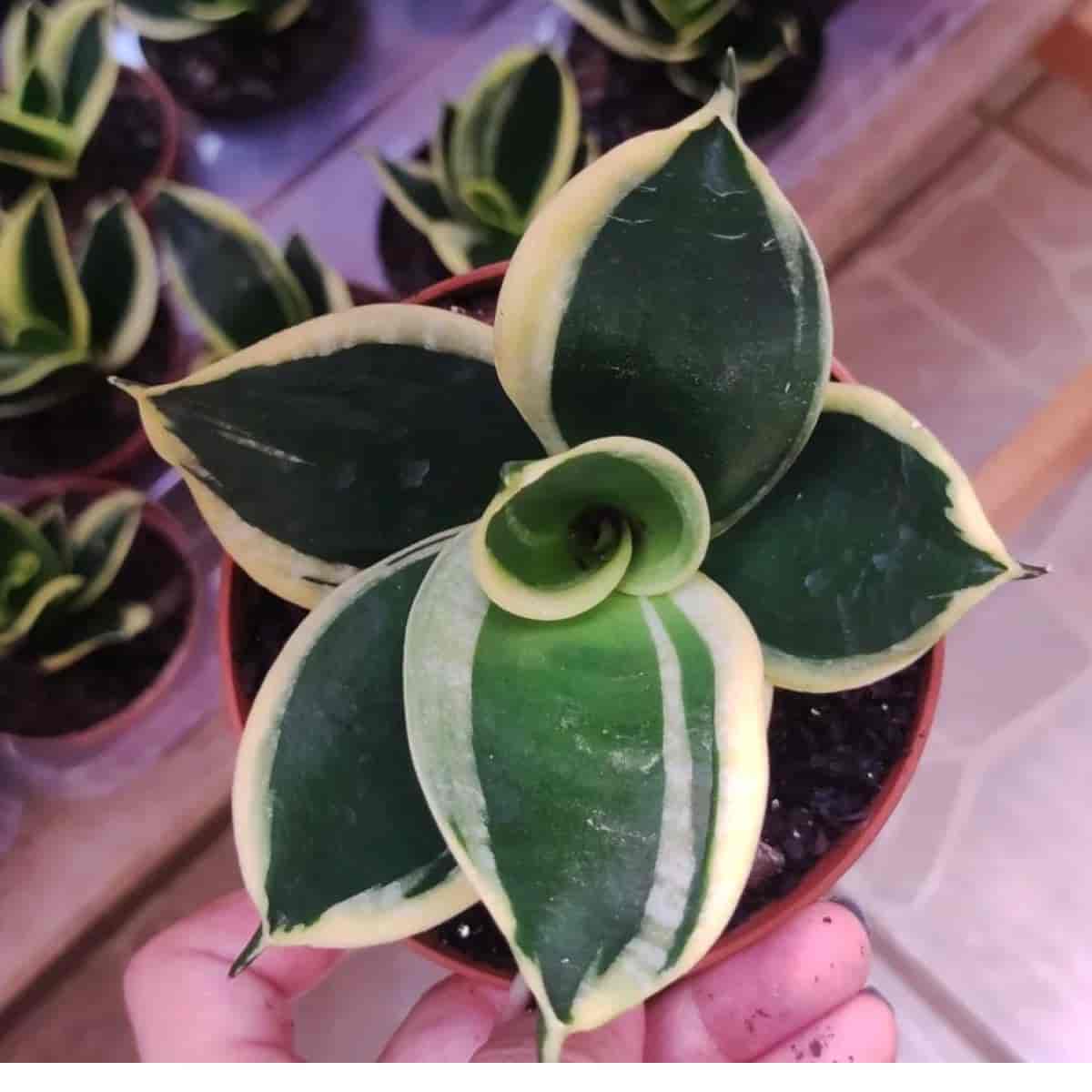 35 Stunning, Rare and Unique Snake Plant Varieties To Collect