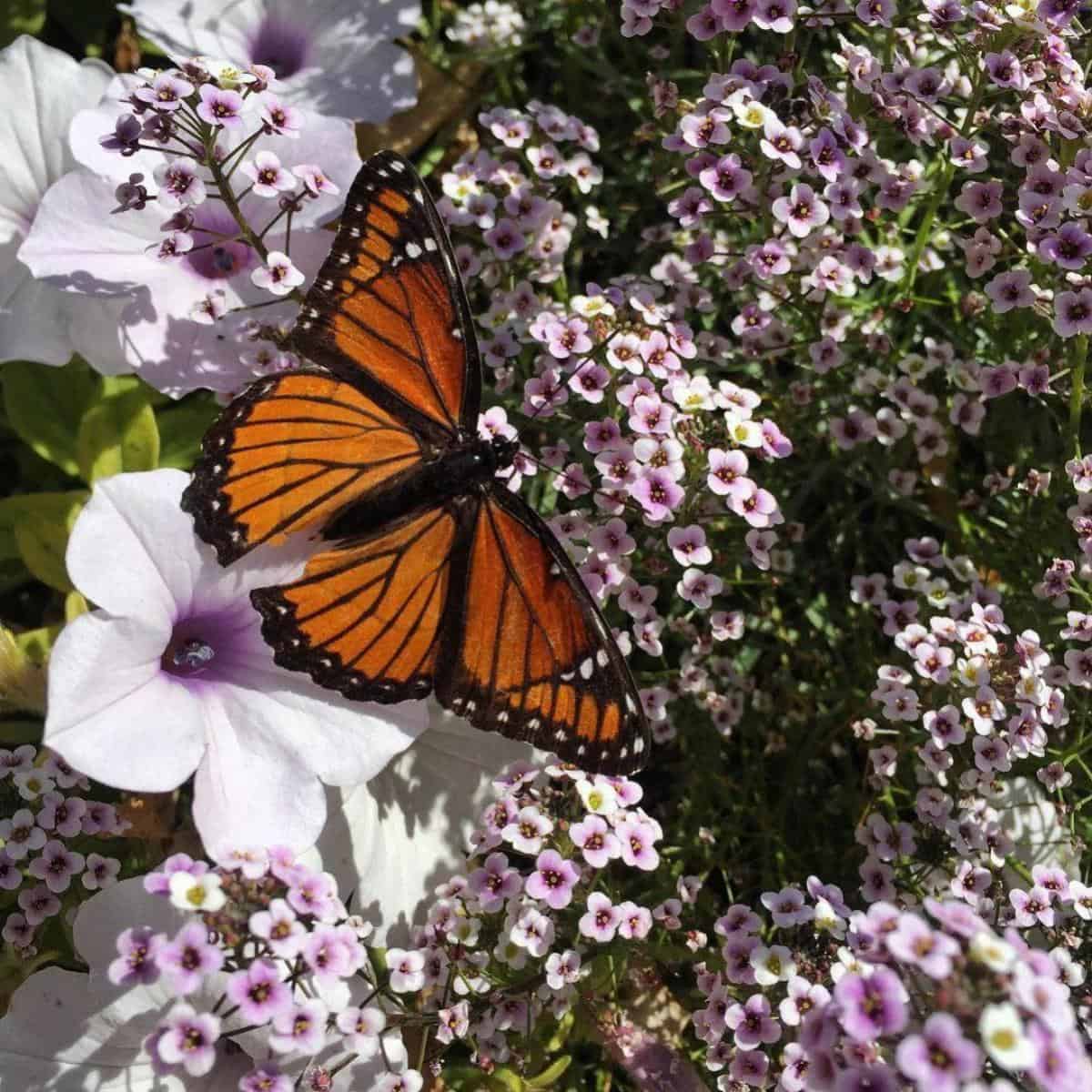 What Are The Best Annuals That Attract Butterflies?