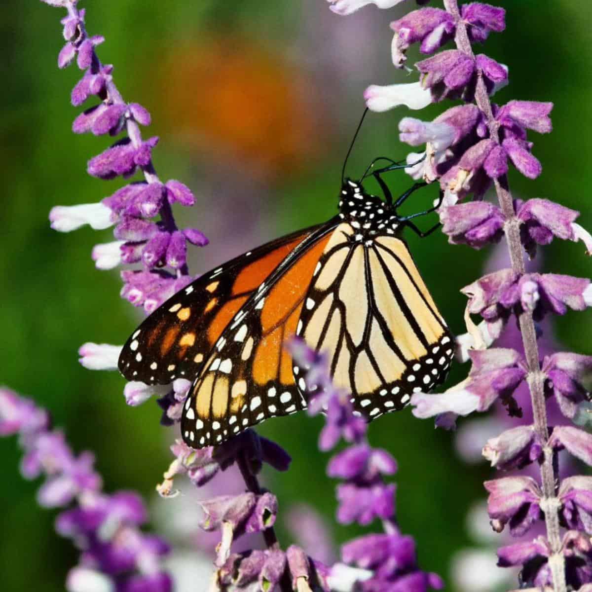 What Are The Best Annuals That Attract Butterflies?