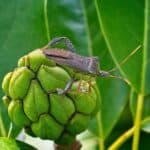 Leaf Footed Bugs: What Are They And 7 Ways To Control Them