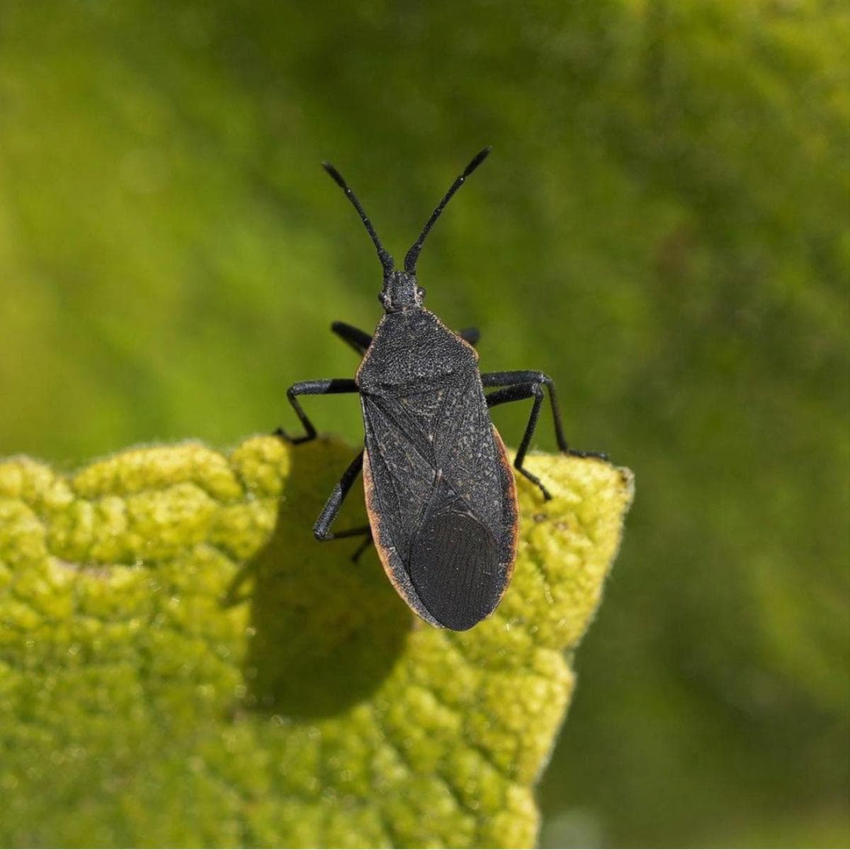 Leaf Footed Bugs: What Are They And 7 Ways To Control Them