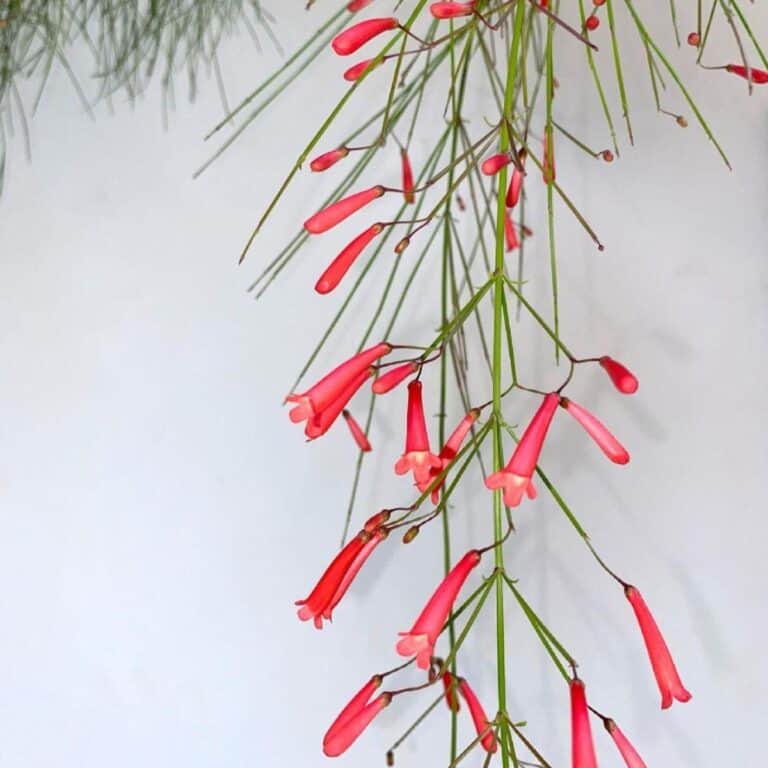 Firecracker Plant Care: Russelia Equisetiformis Growing and Care