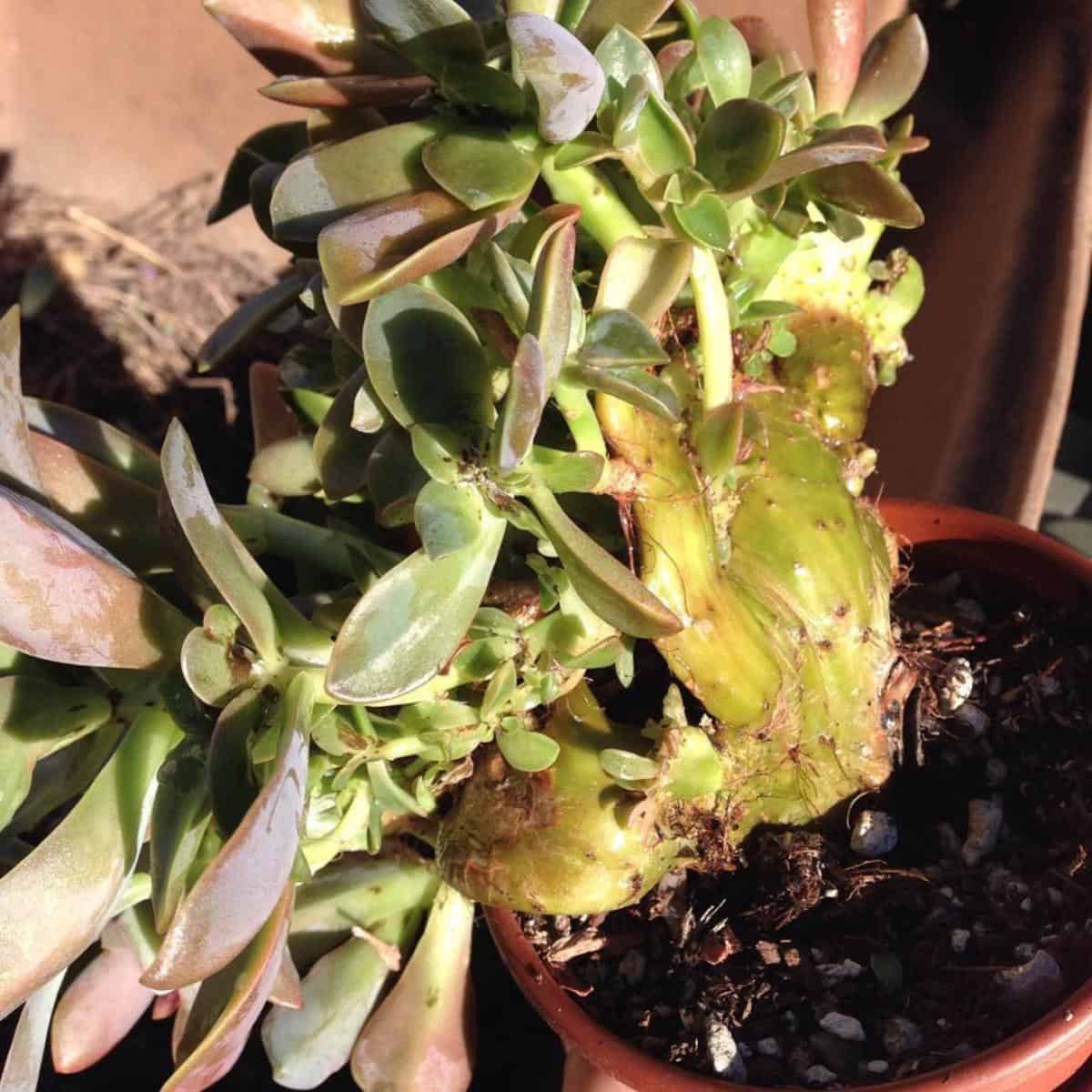 How To Get Rid Of Mealybugs On Jade Plant