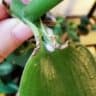 How To Get Rid Of Mealybugs On Jade Plant