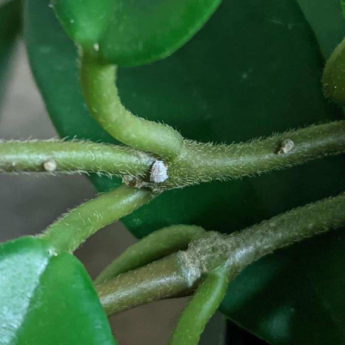How To Get Rid Of Mealybugs On Jade Plant