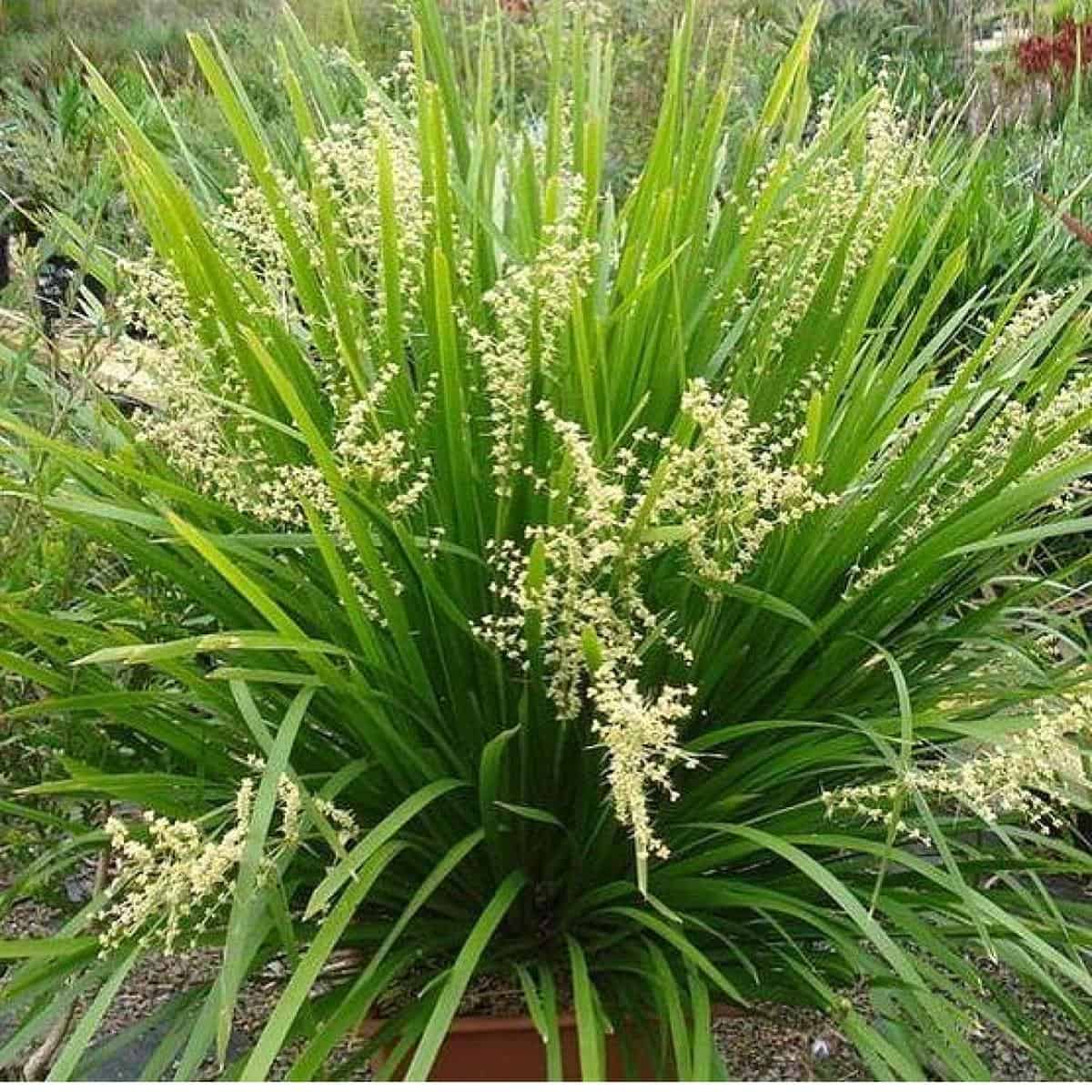 Learn Lomandra Breeze Growing and Care