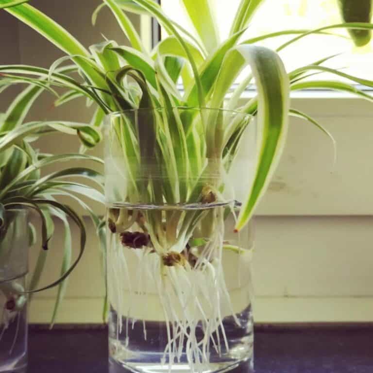 Spider Plant Propagation: Tips On How To Propagate Spider Plants