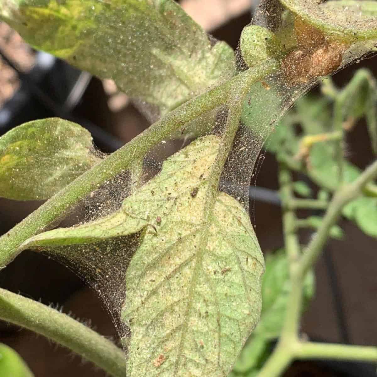 How To Get Rid Of Spider Mites On Tomato Plants