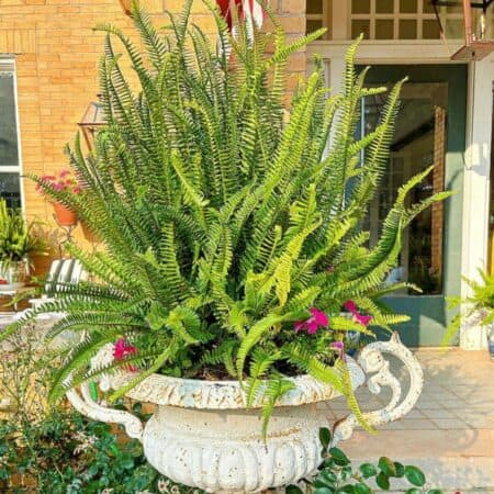 Growing Outdoor Ferns In Pots: How To Care For Potted ferns Outdoors