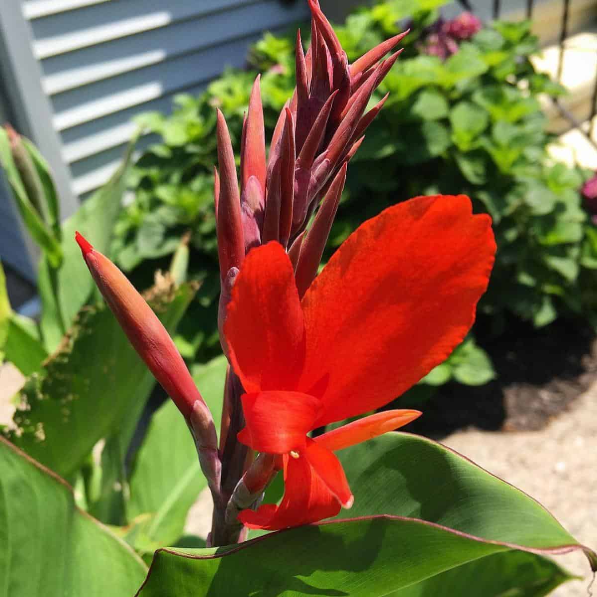 Canna Lily Care: Plant, Growing And Care For Canna Lilies