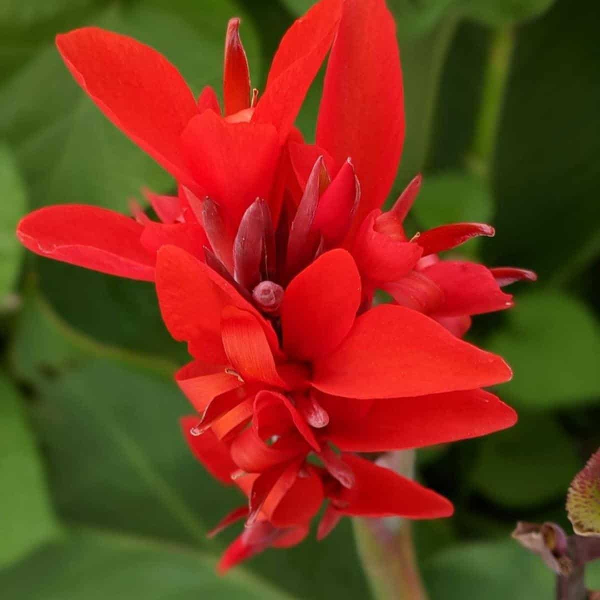 Canna Lily Care: Plant, Growing And Care For Canna Lilies