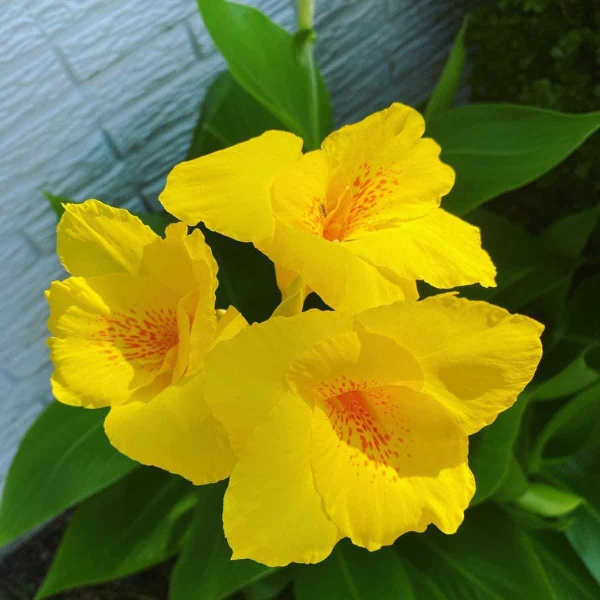 Canna Lily Care: Plant, Growing And Care For Canna Lilies