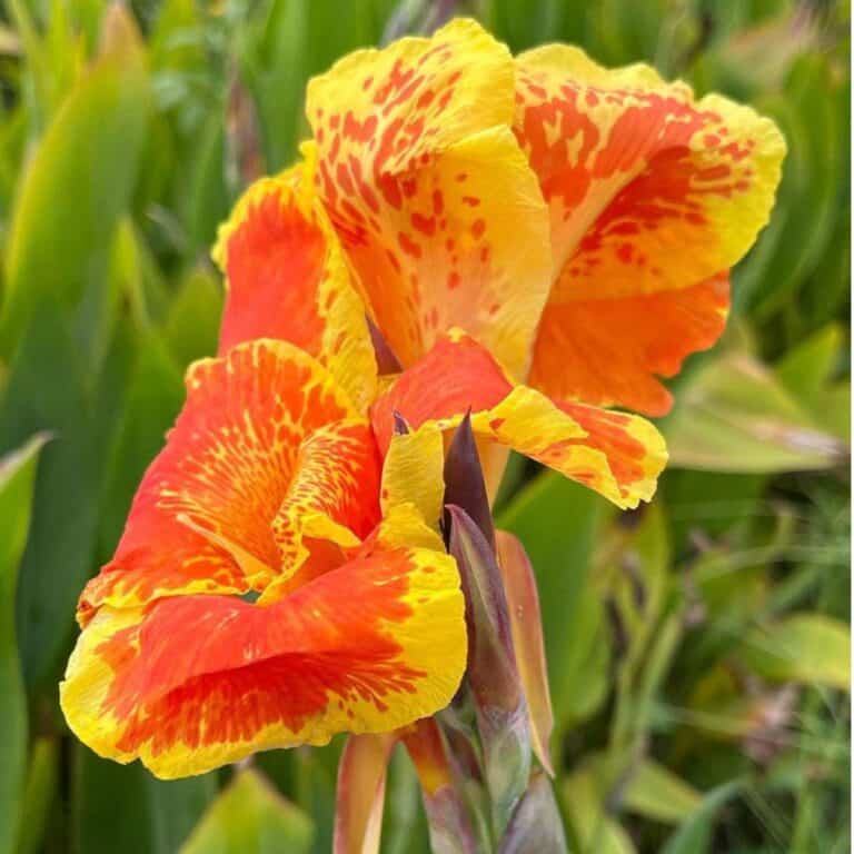 Canna Lily Care: Plant, Growing And Care For Canna Lilies