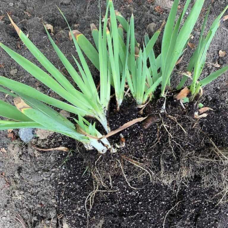 7 Reasons Your Irises Didn't Bloom and How To Fix It For Next Year