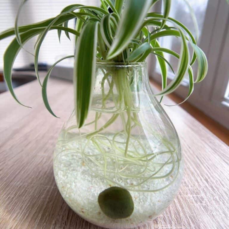 How To Root A Spider Plant: Rooting Plants, Cuttings and Babies