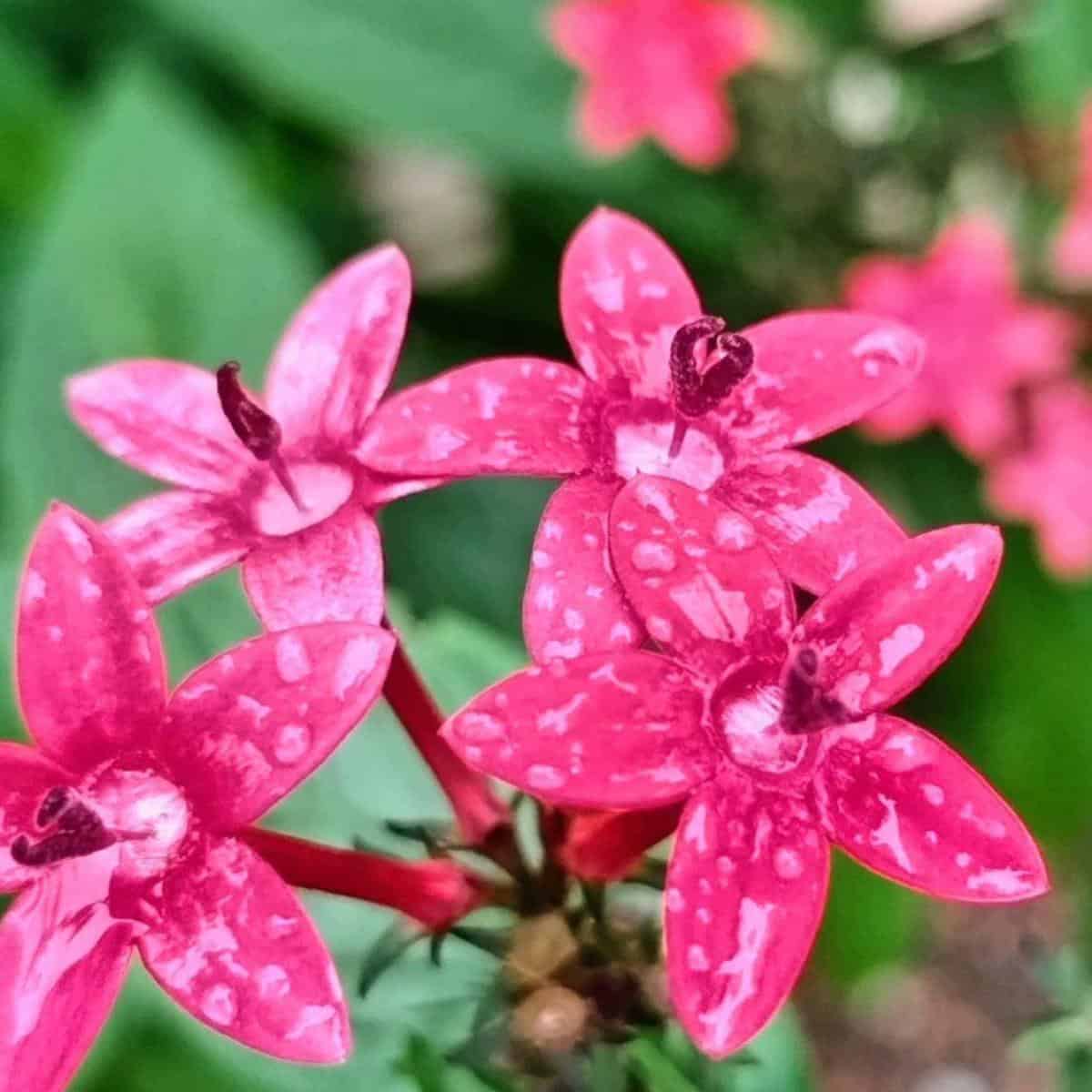 10 Annuals That Bloom Spring Until Frost Unaided