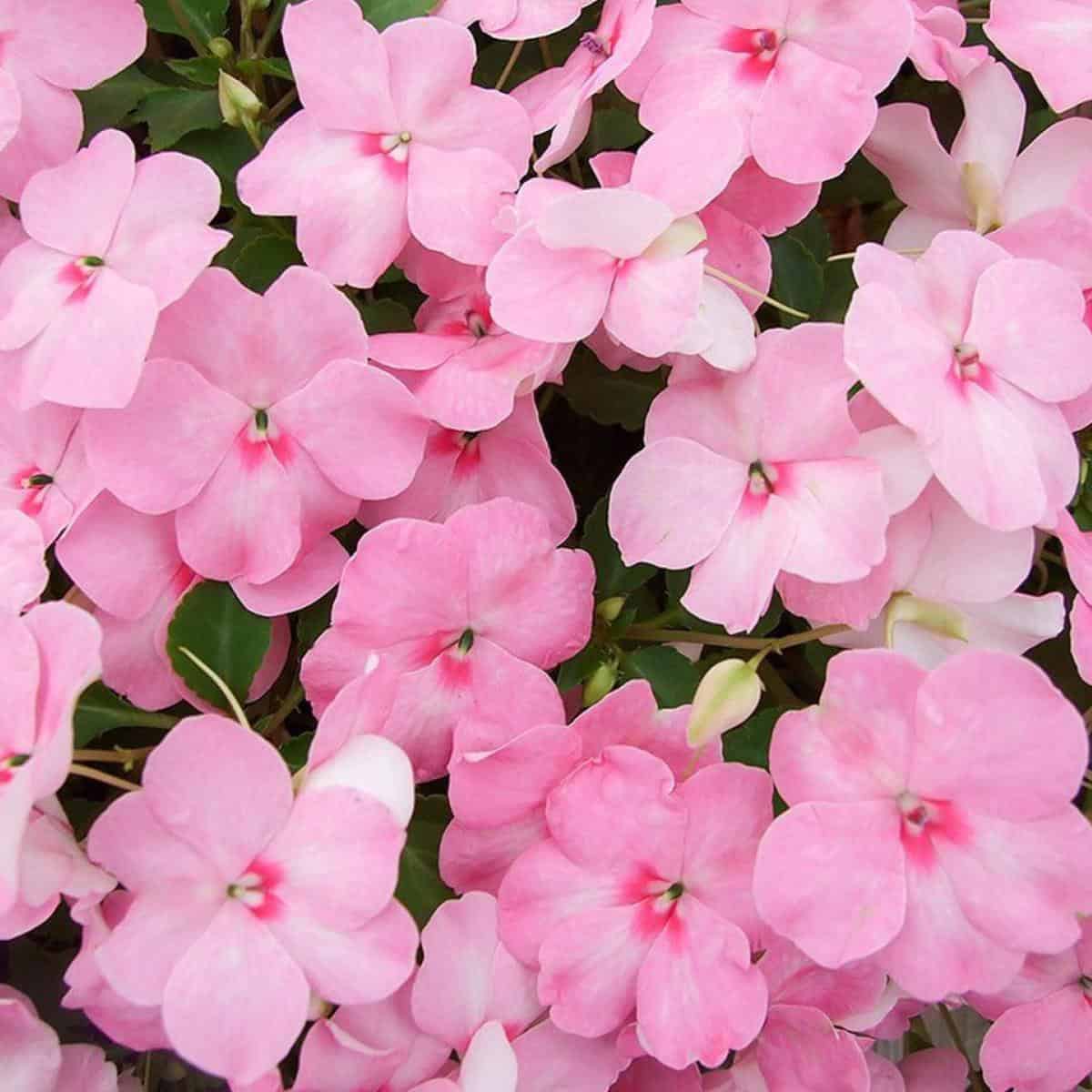 10 Annuals That Bloom Spring Until Frost Unaided