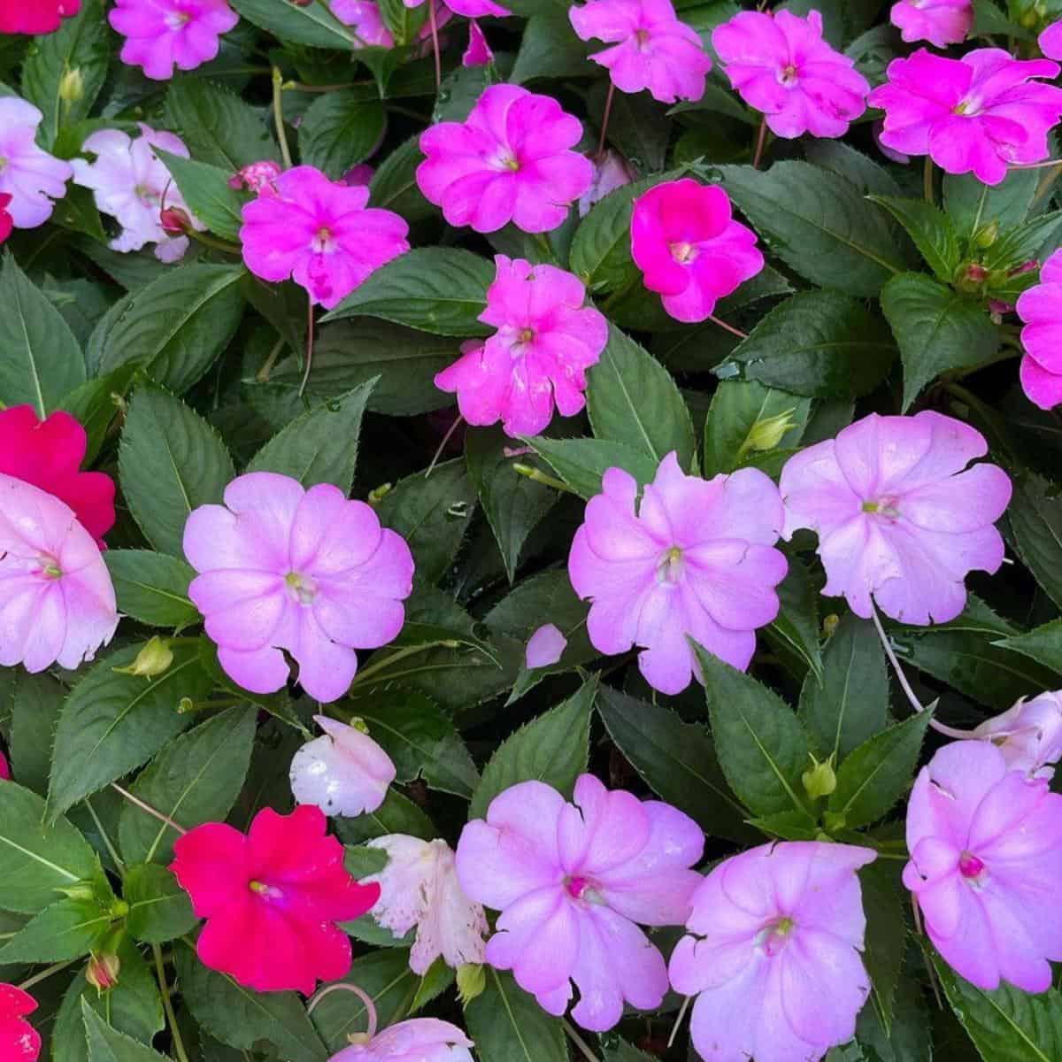 10 Annuals That Bloom Spring Until Frost Unaided