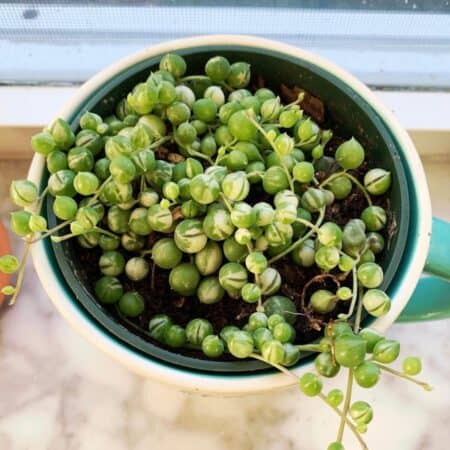 How To Water String Of Pearls Plants