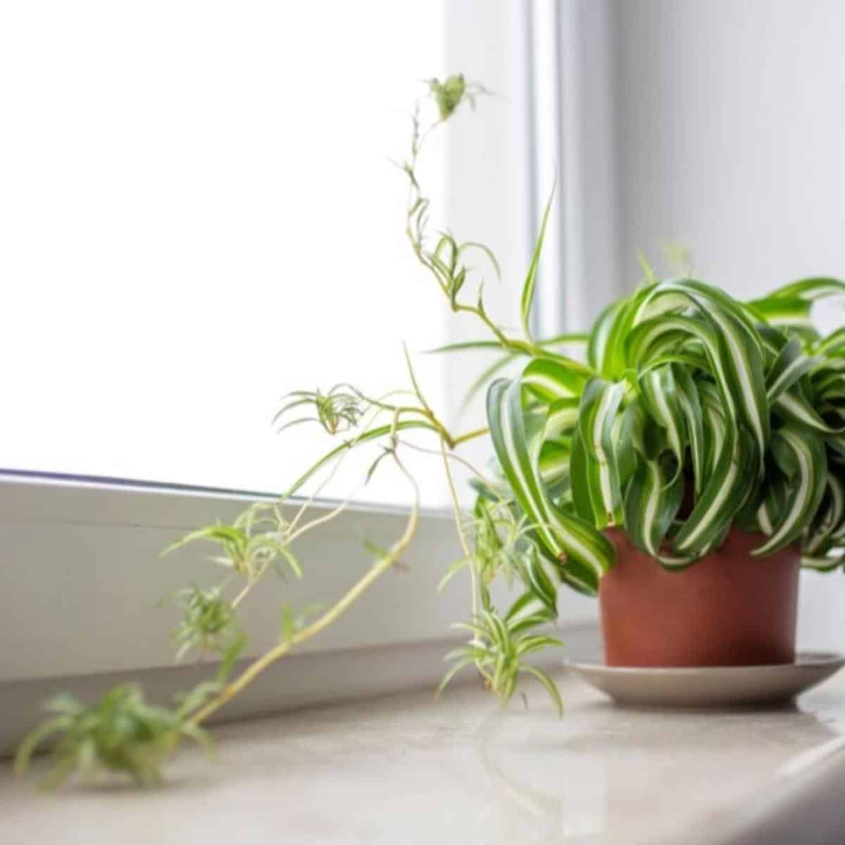 What Are The Light Requirements For Spider Plants?