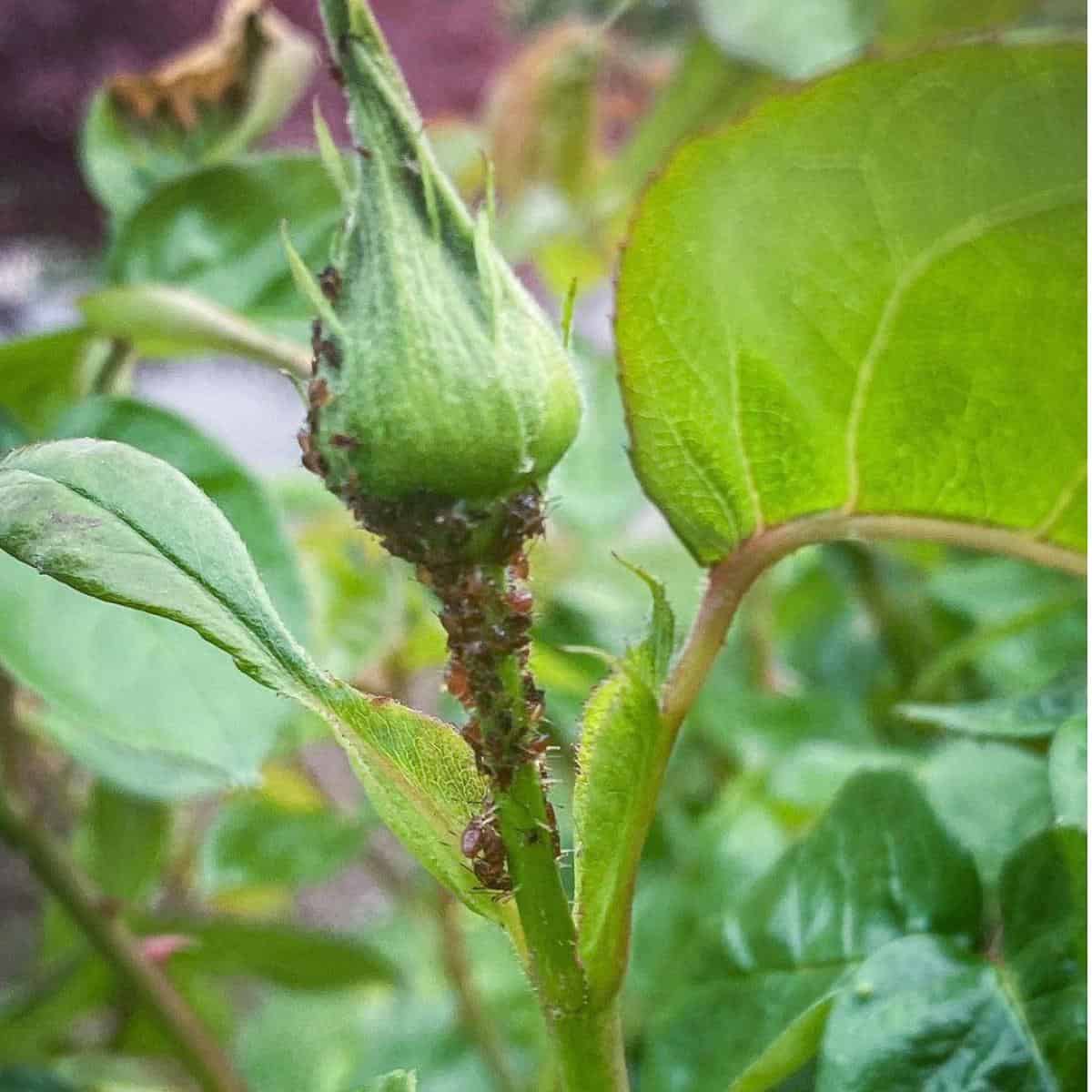 How To Control Aphids on Roses With A Home Remedy