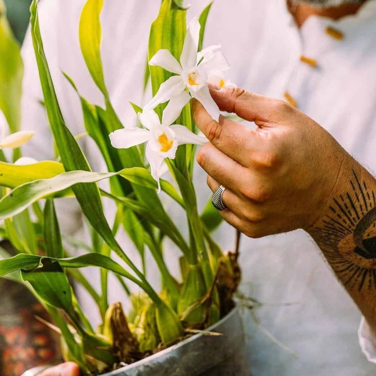 How To Use Neem Oil For Orchid Pests