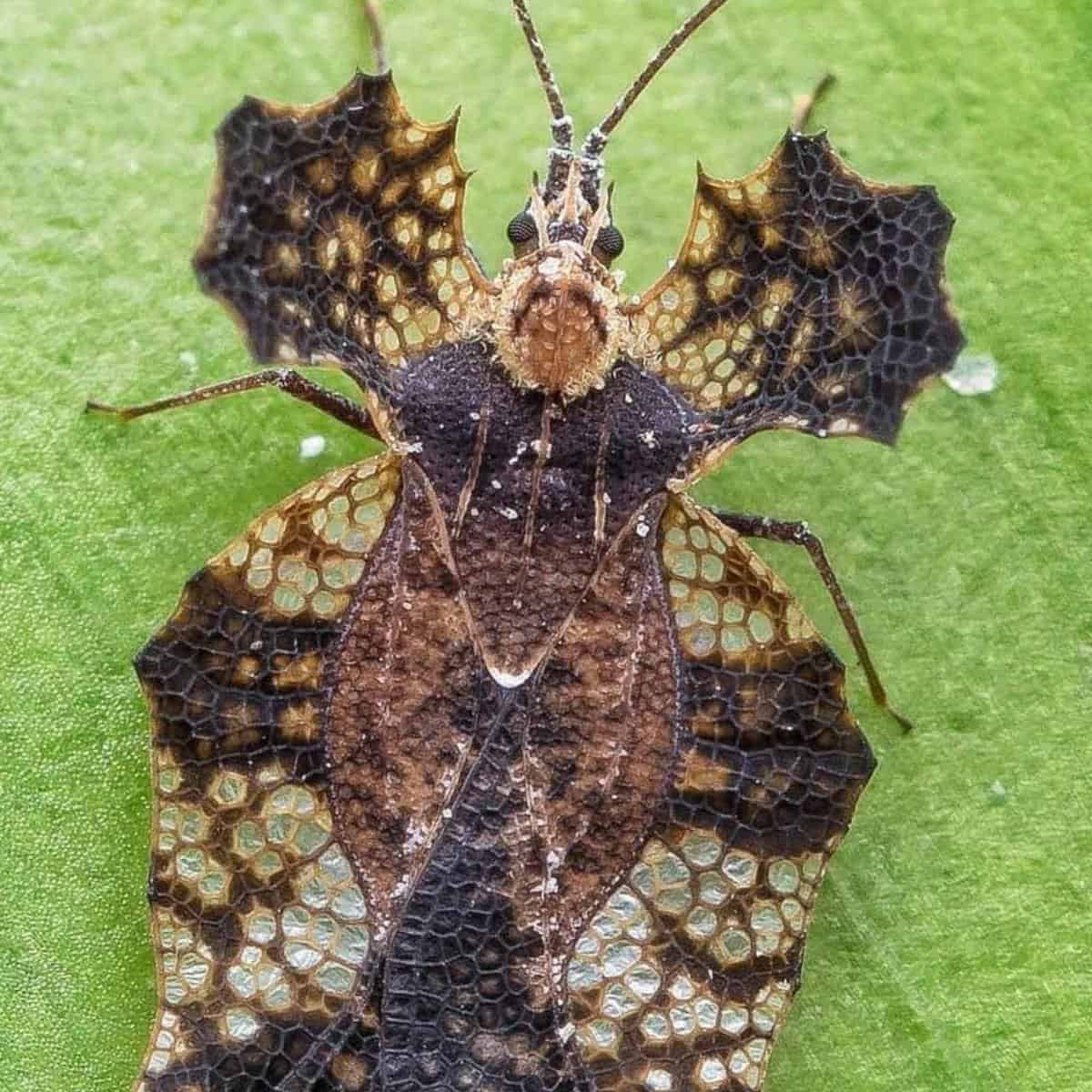 Lace Bug: What Are Lace Bugs, How To Control Them