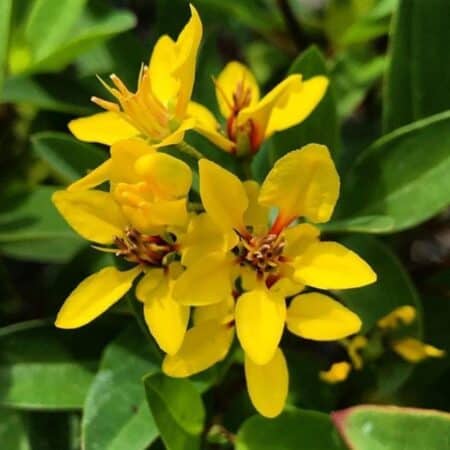 Thryallis: How To Grow and Care For Galphimia Glauca