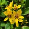 Thryallis: How To Grow and Care For Galphimia Glauca