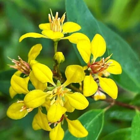 Thryallis: How To Grow and Care For Galphimia Glauca