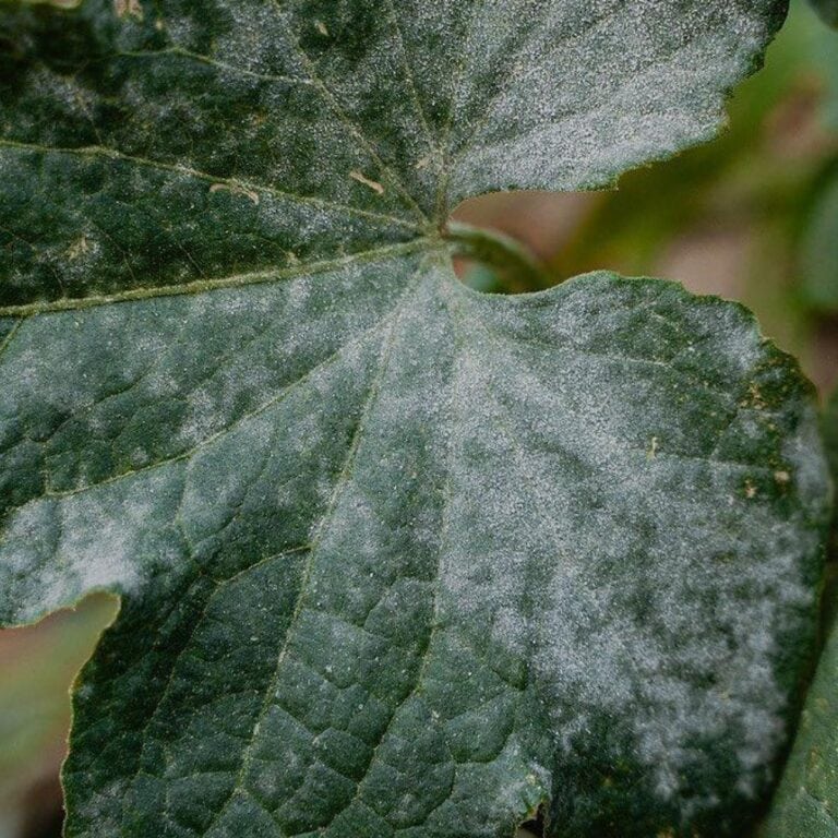 Can You Use Neem Oil For Powdery Mildew Control?