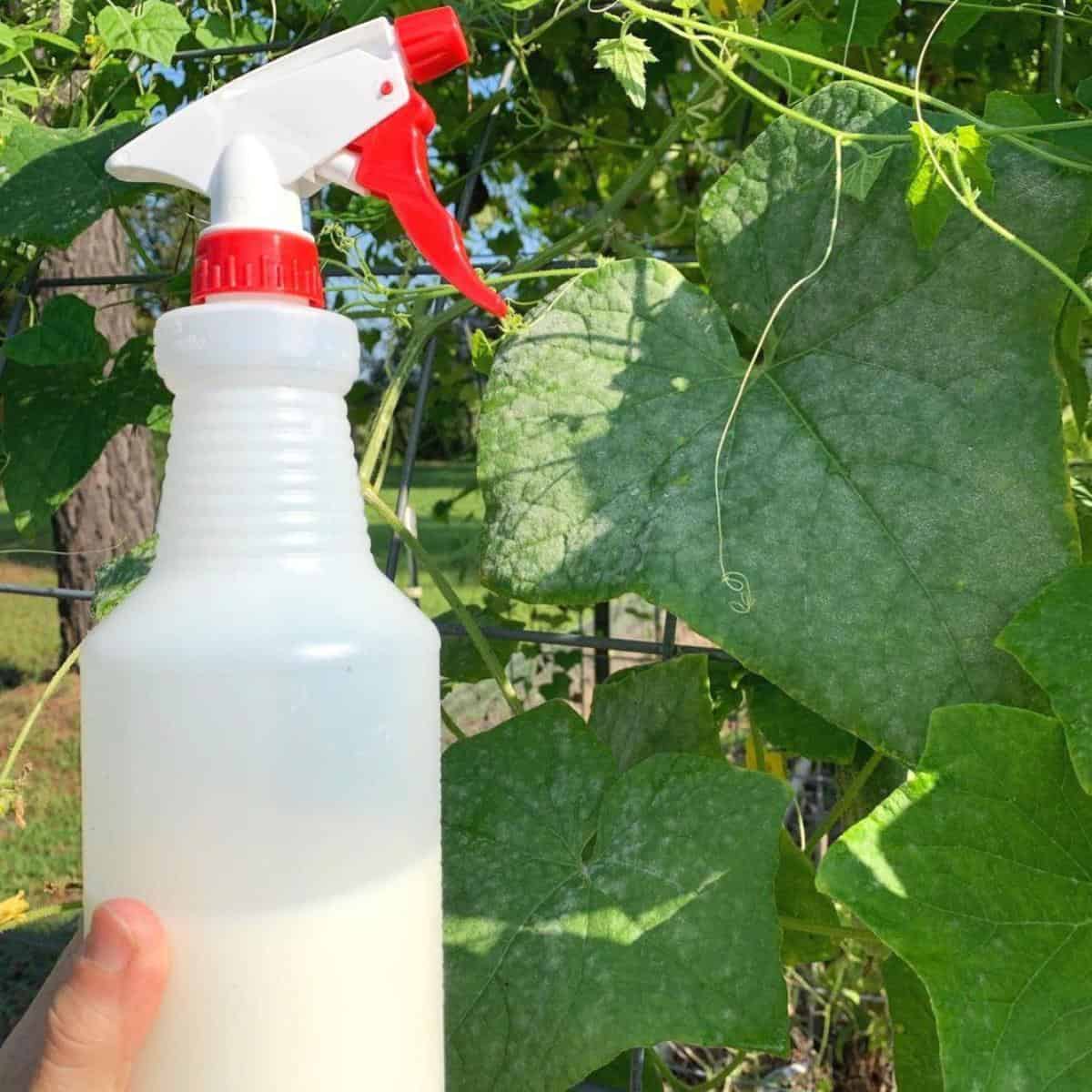 Powdery Mildew: How To Get Rid Of Powdery Mildew In The Garden