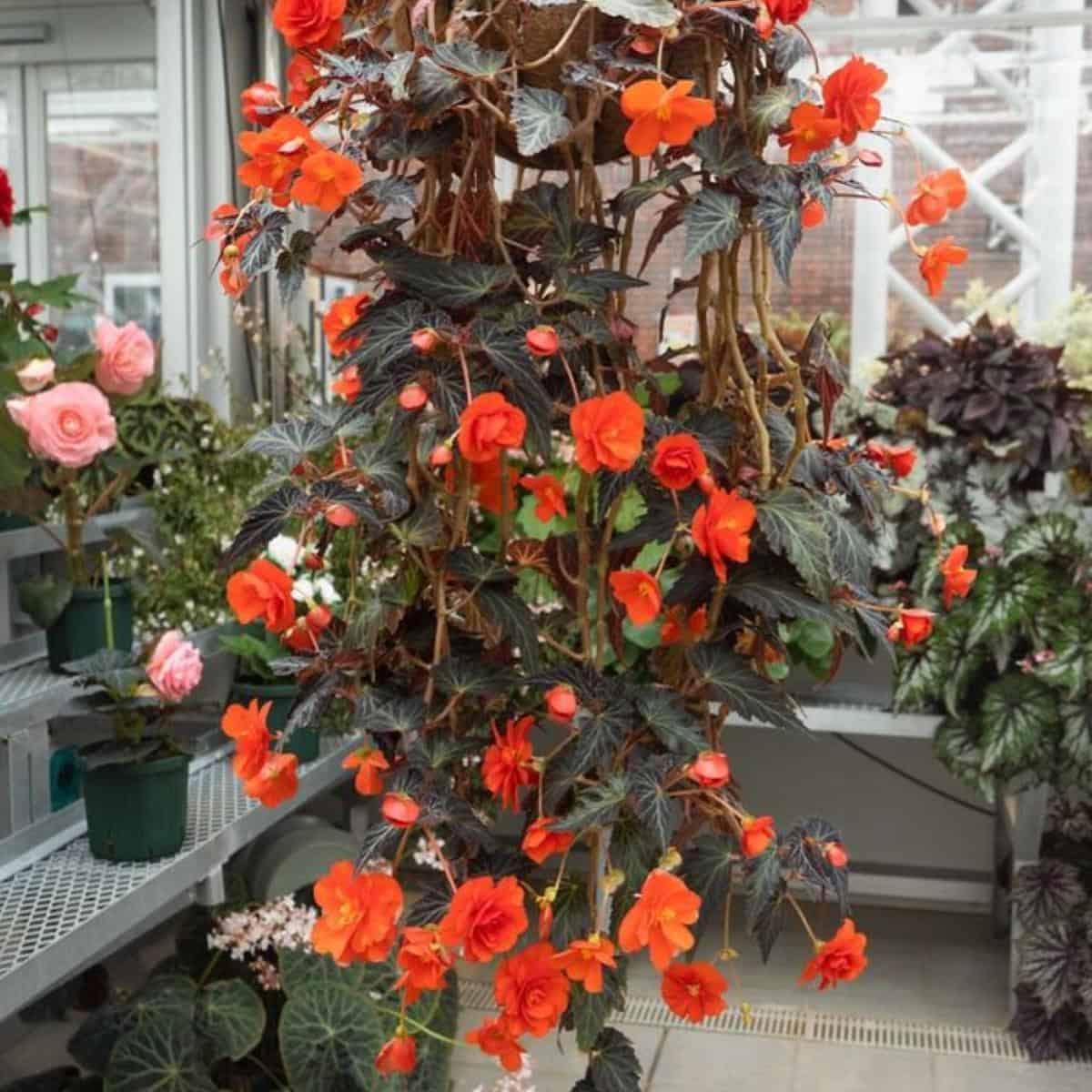 Begonia Hanging Baskets: Growing And Care Of Hanging Begonias