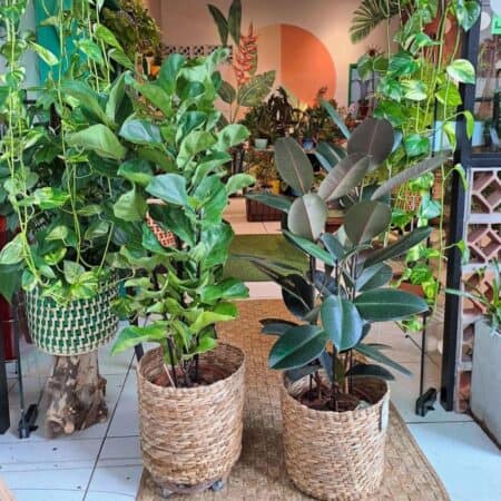 Cachepot: How To Double Pot And Display Plants Without Repotting