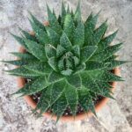 Aloe Aristata Care: Learn Tips On Growing The Lace Aloe