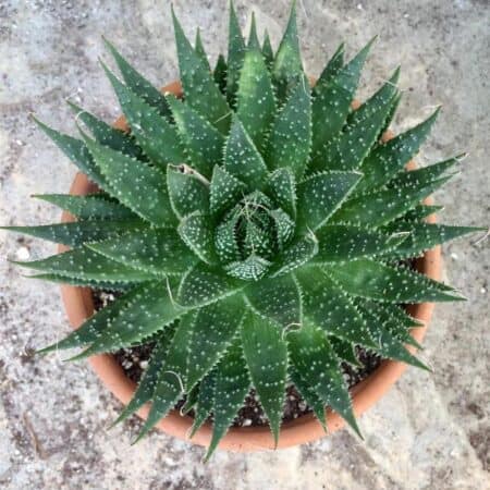 Aloe Aristata Care: Learn Tips On Growing The Lace Aloe