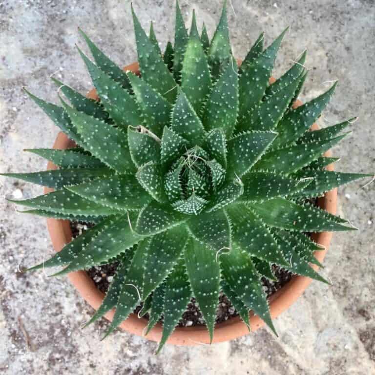 Aloe Aristata Care: Learn Tips On Growing The Lace Aloe