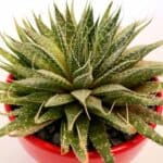 Aloe Aristata Care: Learn Tips On Growing The Lace Aloe