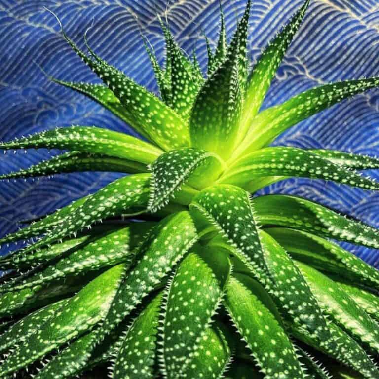 Aloe Aristata Care: Learn Tips On Growing The Lace Aloe