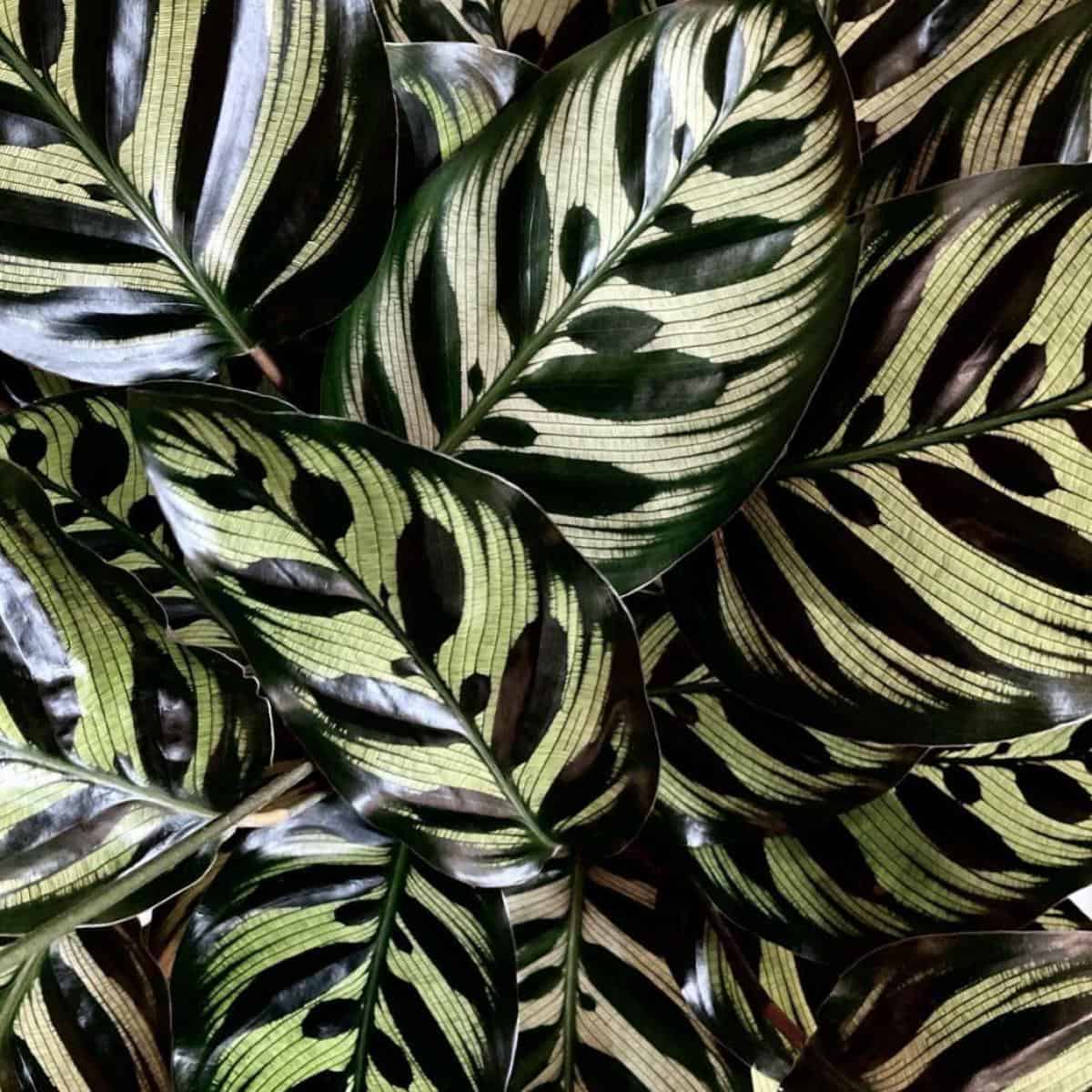 Indoor Plant Names And Pictures Of 35+ Best Indoor Houseplants
