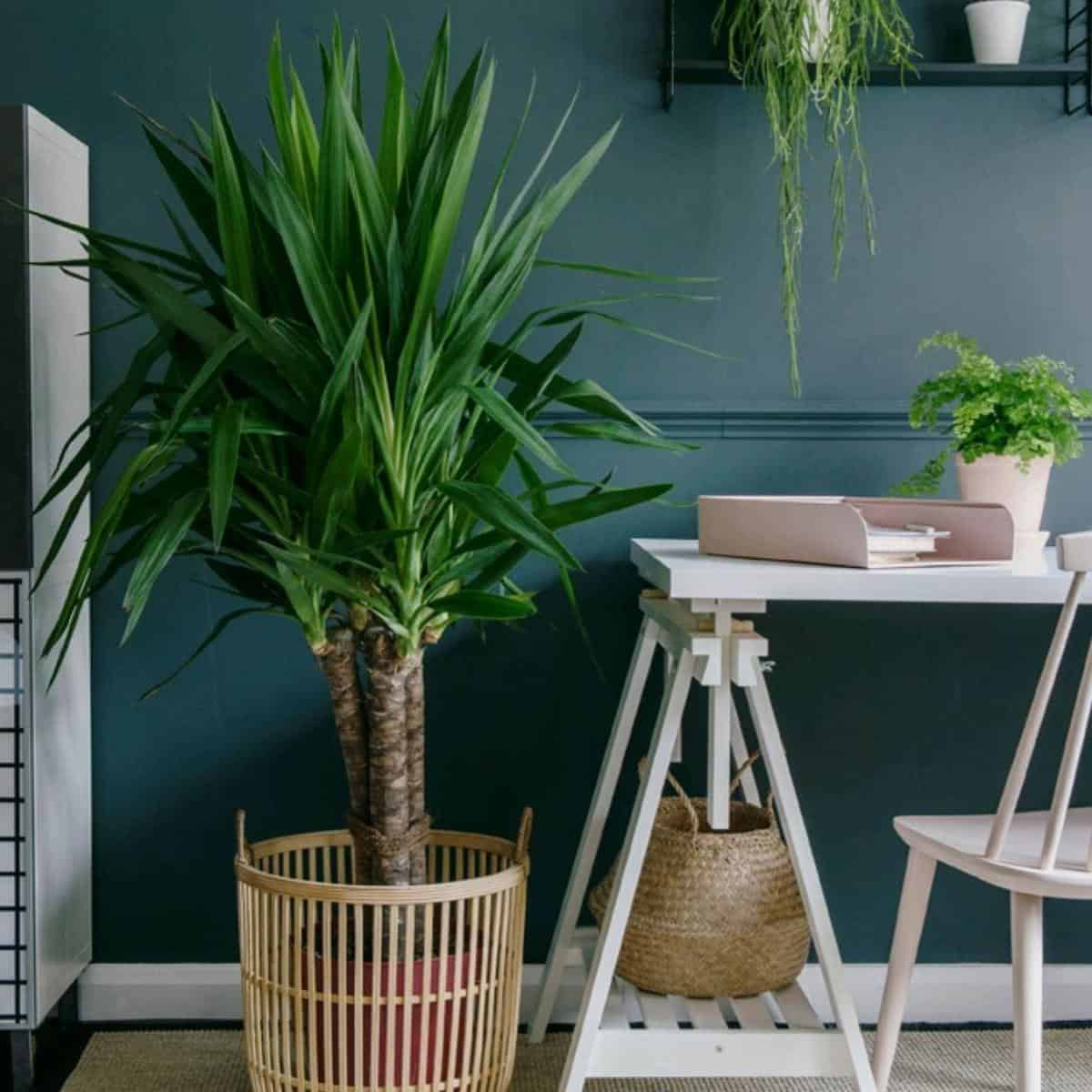 Indoor Plant Names And Pictures Of 35+ Best Indoor Houseplants