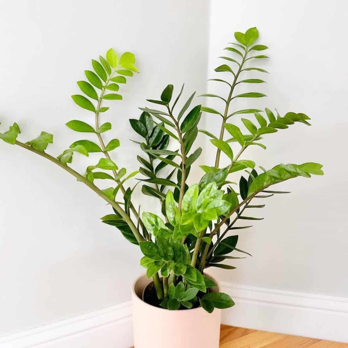 Indoor Plant Names And Pictures Of 35+ Best Indoor Houseplants