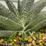 Gasteria Plant Care: Learn To Grow And Propagate Gasteria Succulents