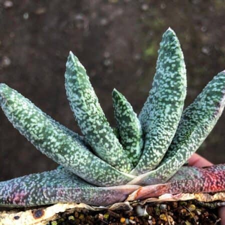 Gasteria Plant Care: Learn To Grow And Propagate Gasteria Succulents