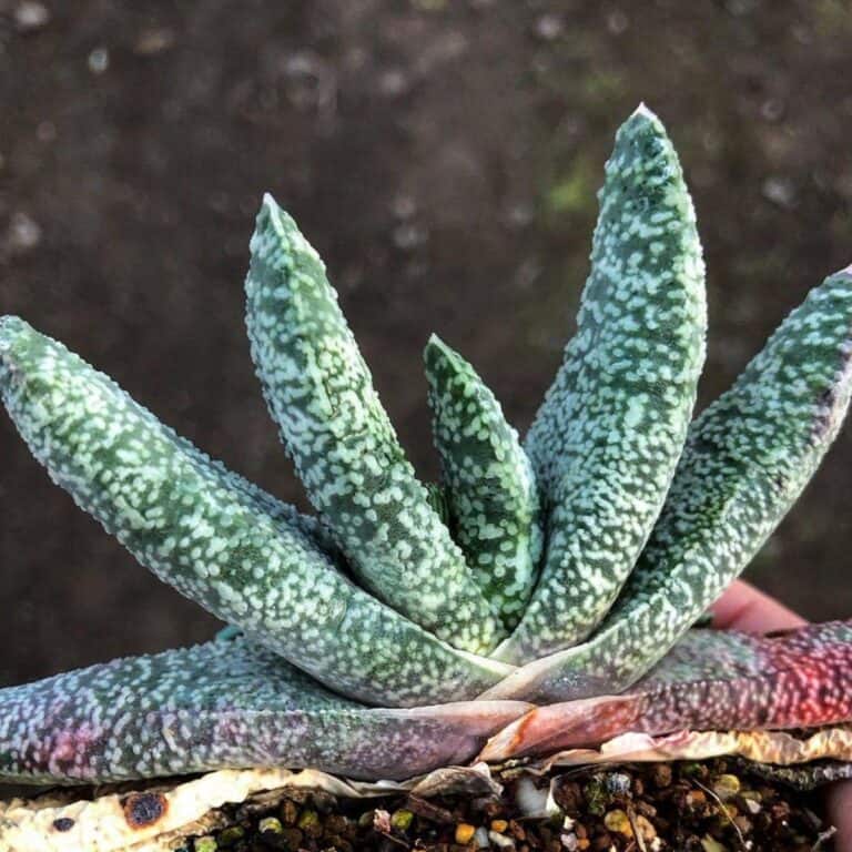 Gasteria Plant Care: Learn To Grow And Propagate Gasteria Succulents