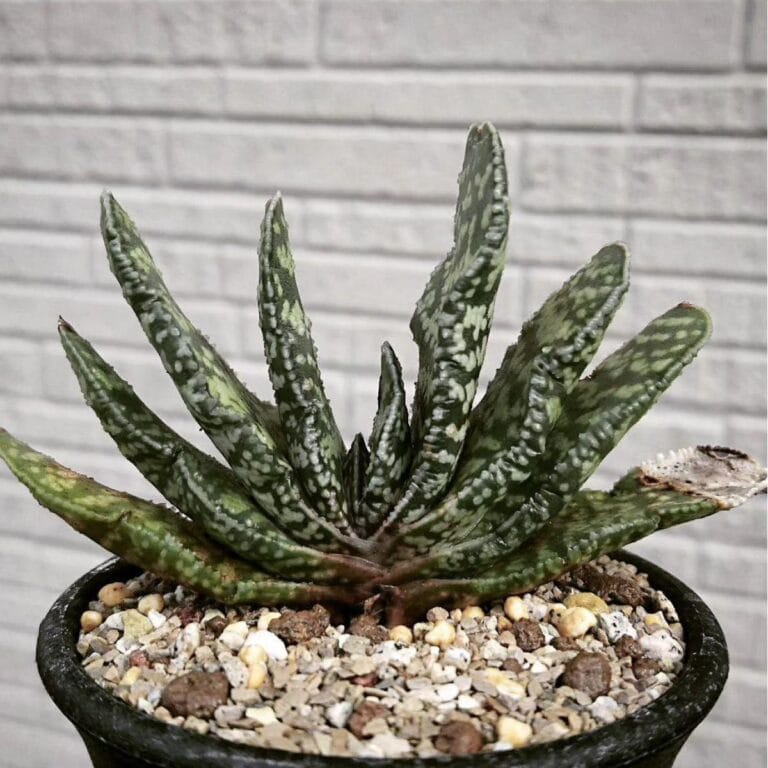 Gasteria Plant Care: Learn To Grow And Propagate Gasteria Succulents
