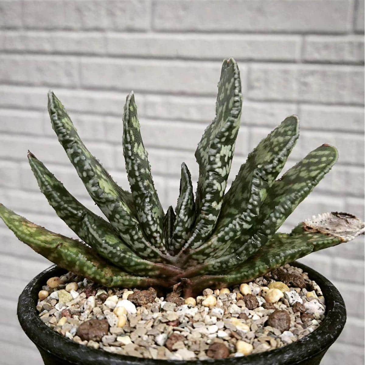 Gasteria Plant Care: Learn To Grow And Propagate Gasteria Succulents