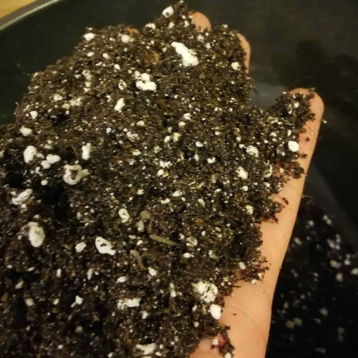 Succulent Soil Mix: How To Make Succulent Potting Soil [RECIPES]